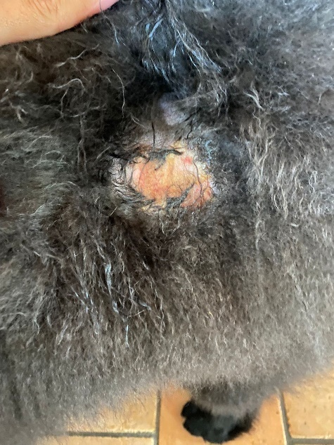 La dermatite del Chow Chow - La Boutique del Chow Chow